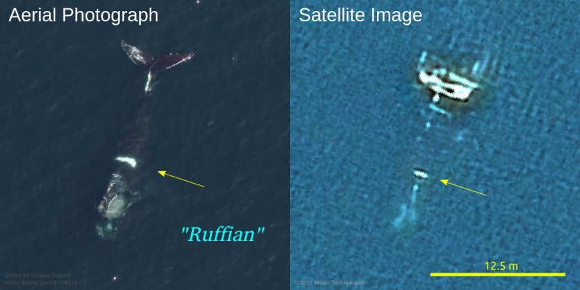 Satellites Powerful Enough to Identify Individual Whales From Markings ...