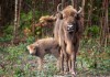 First Wild Bison in 6,000 Years Born in UK After Several Were Resettled ...