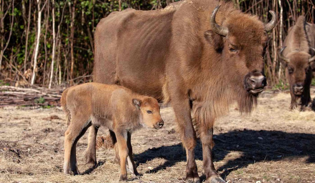 First Wild Bison in 6,000 Years Born in UK After Several Were Resettled ...