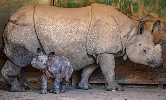 Incredible Birth of Endangered Baby Rhino is Captured on Zoo's Cameras ...