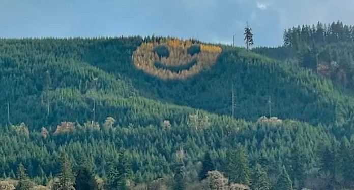 Lumber Company Grows Trees That Smile With Massive Grin for Oregon Drivers