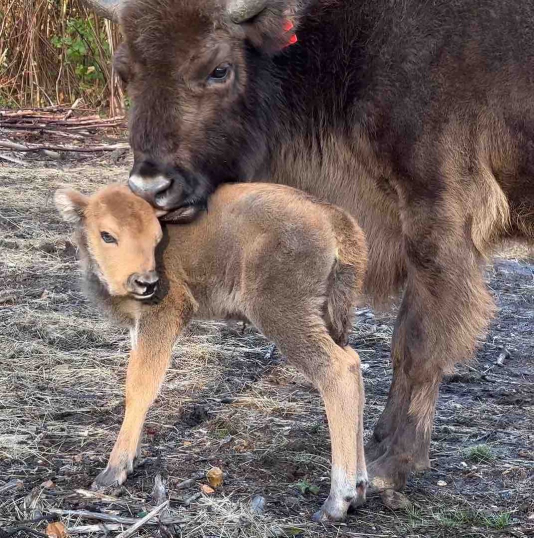 First Wild Bison in 6,000 Years Born in UK After Several Were Resettled ...