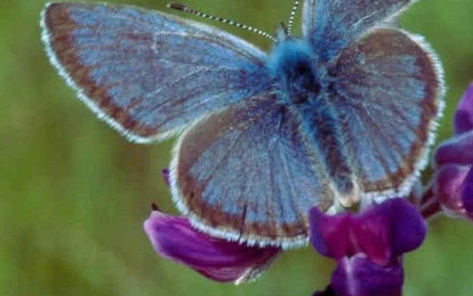 Efforts to Save Endangered Blue Butterfly Quadruples its Population–but ...