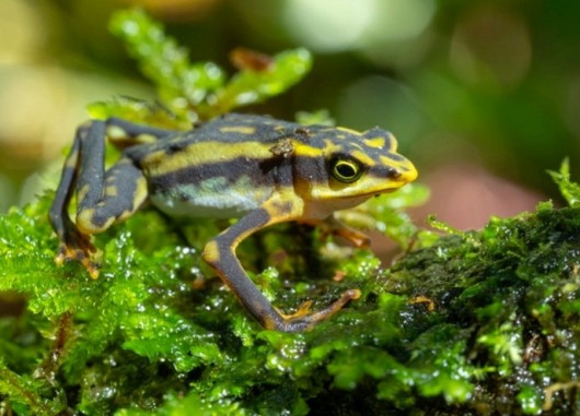 32 Species of Harlequin Frogs Were Found in Ecuador That We Thought ...