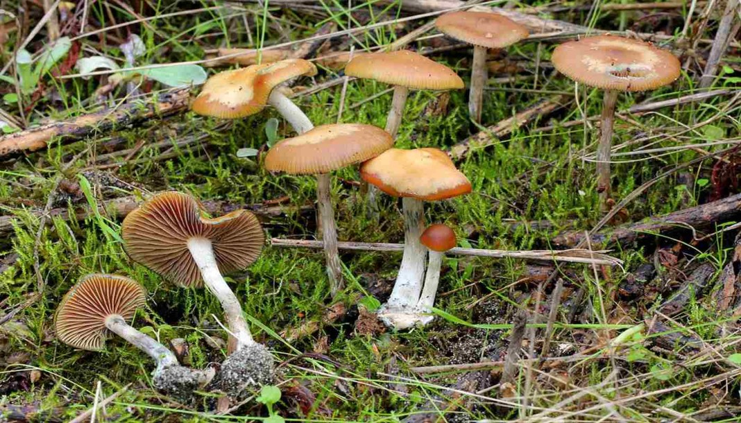 Colorado Legalizes Psychedelic Mushrooms–And They Might be Growing in ...