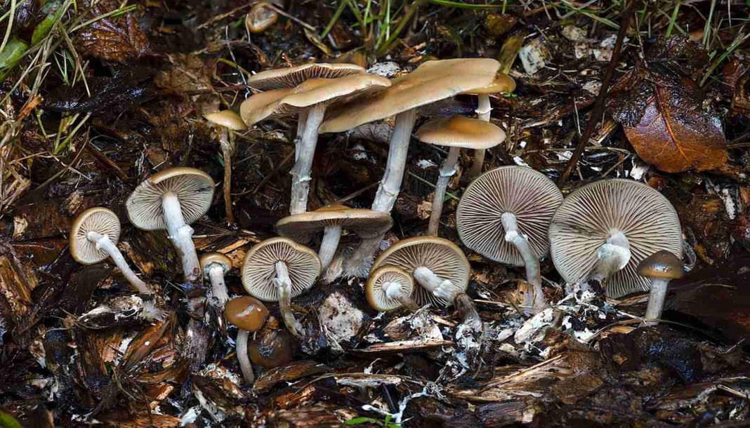 Colorado Legalizes Psychedelic Mushrooms–And They Might be Growing in ...