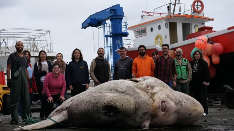 World Record Giant Sunfish is Heaviest Fish Ever Weighed–at 6,000 Pounds–and a ‘Sign of Hope’