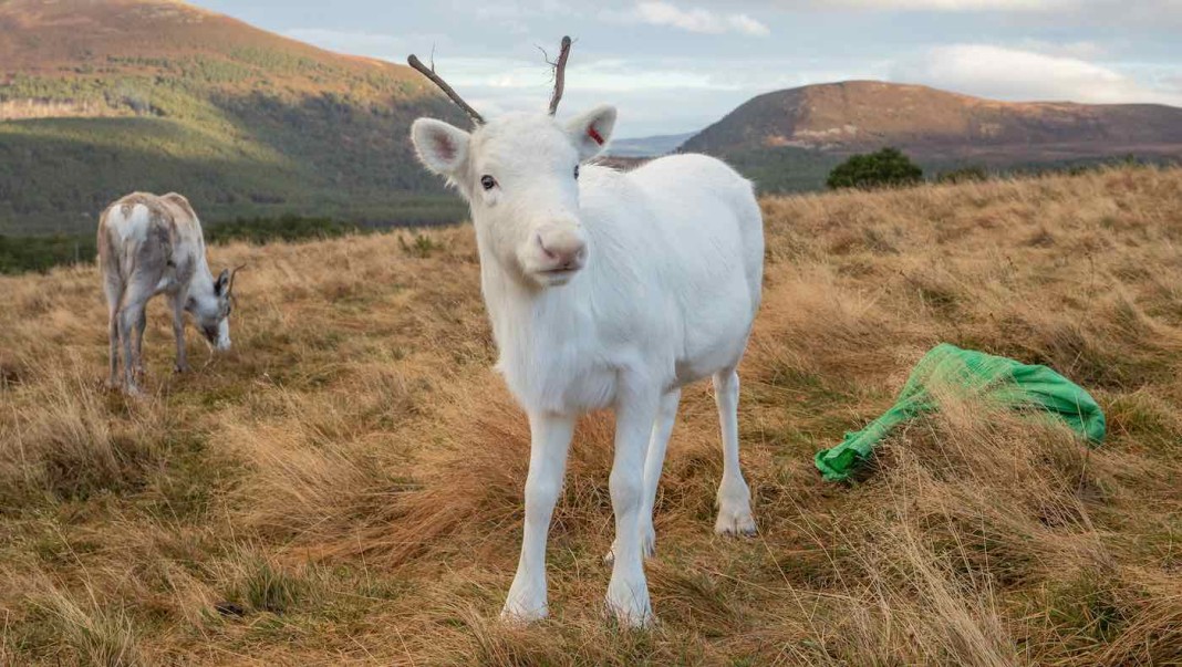 Three Rare White Reindeer Calves Get Ready For Christmas, Joining the ...