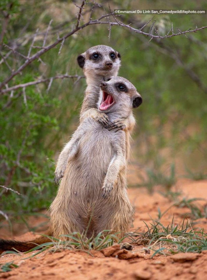 The Funniest Wildlife Photos of 2022 Win Big Laughs in Comedy Wildlife ...