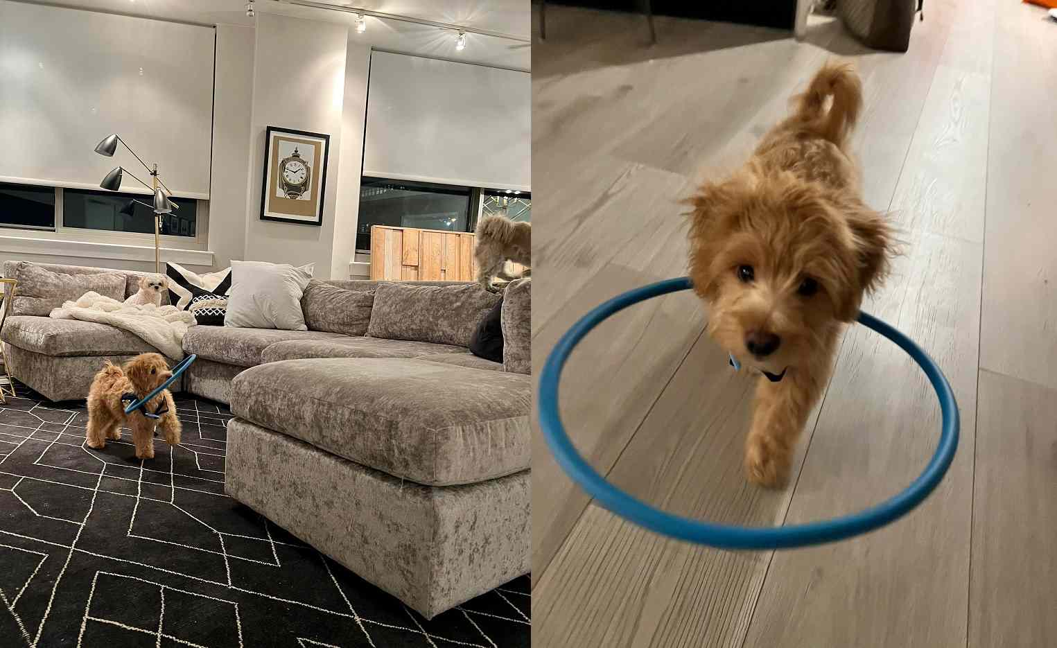 Blind Dog Saved from Puppy Farm and Euthanasia Blossoming in New Home