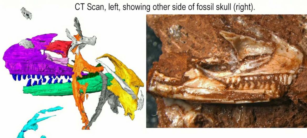 A Fossil Found in Museum's Storeroom Cupboard Has Shifted the Origin of ...