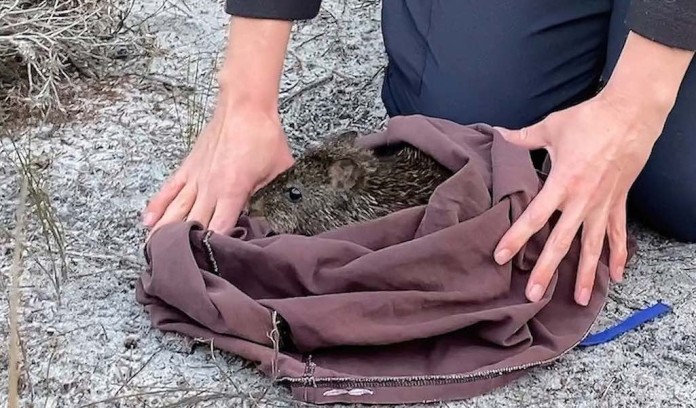 ‘Turning Back the Tide of Extinction’ Australian Mammals Are Coming ...