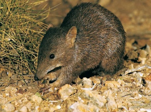 ‘Turning Back the Tide of Extinction’ Australian Mammals Are Coming ...