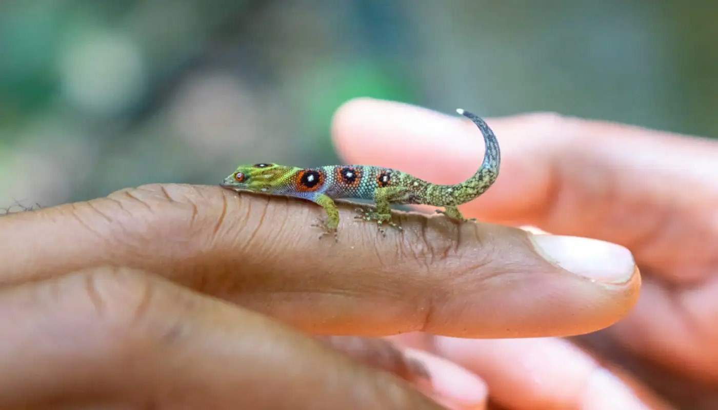 Un minuscule gecko se rétablit grâce à une collaboration internationale ...