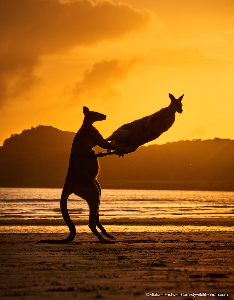 The Funniest Wildlife Photos of 2022 Win Big Laughs in Comedy Wildlife ...