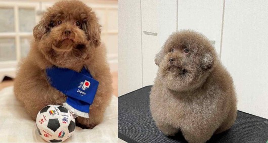 This Perfectly Spherical Dog With 100K Instagram Followers Reminds Us ...