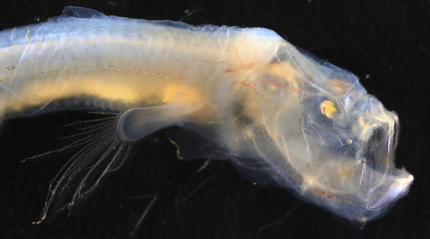 Weird and Wonderful Discoveries of New Deep Sea Fish Below Australia's ...