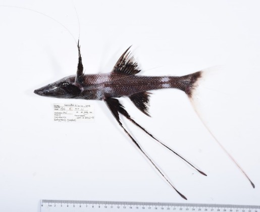 Weird and Wonderful Discoveries of New Deep Sea Fish Below Australia's ...