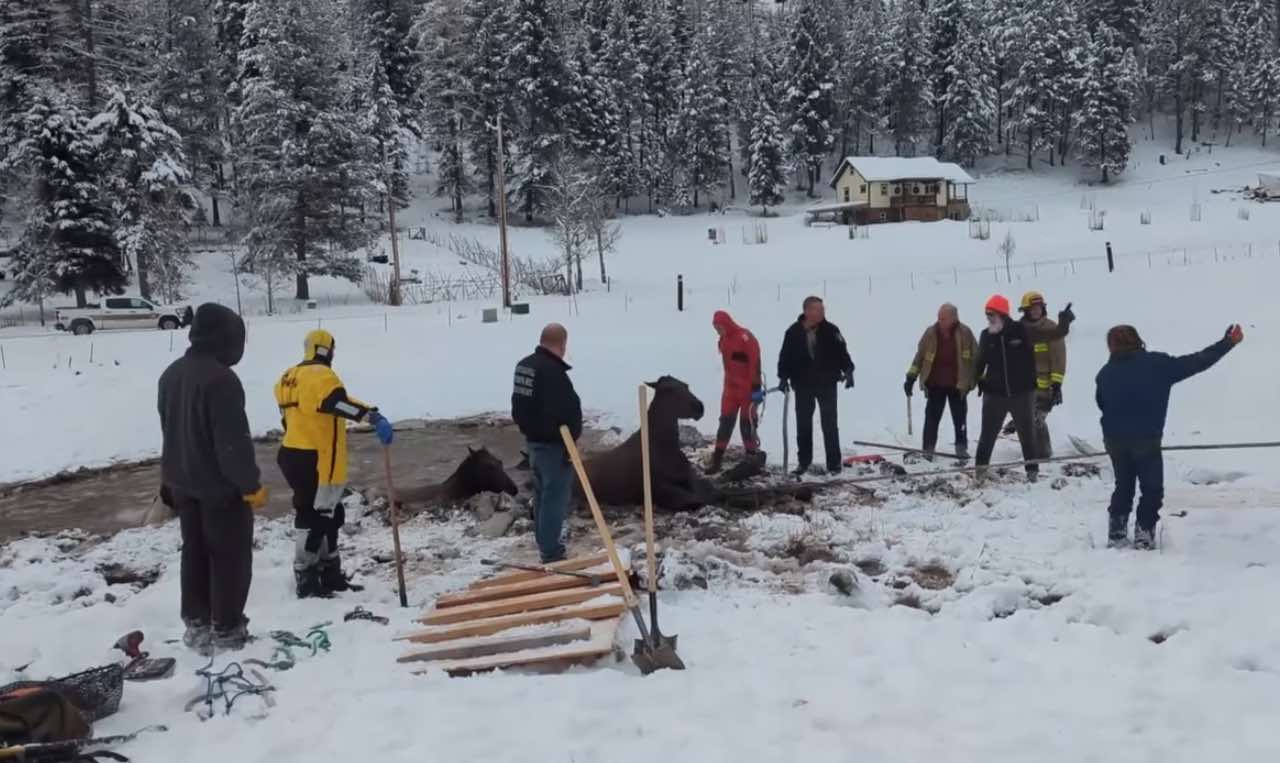 Dramatic Rescue Shows Community Teaming up to Save 4 Horses That Fell ...