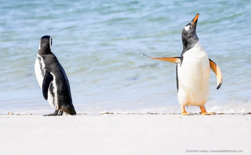 The Funniest Wildlife Photos of 2022 Win Big Laughs in Comedy Wildlife ...