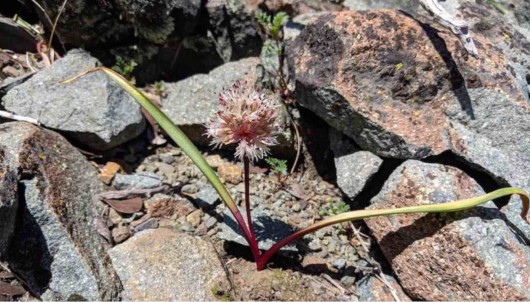 Great News for Planet Earth: 146 New Species of Animals and Plants Were ...