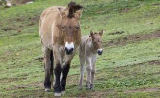 Zoo Celebrates Birth of Extremely Rare Przewalski’s Horse Foal ...