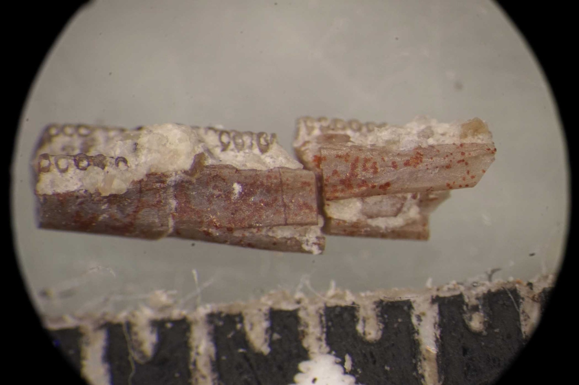 New Study of Triassic Fossils Reveal the Origins of Living Amphibians ...