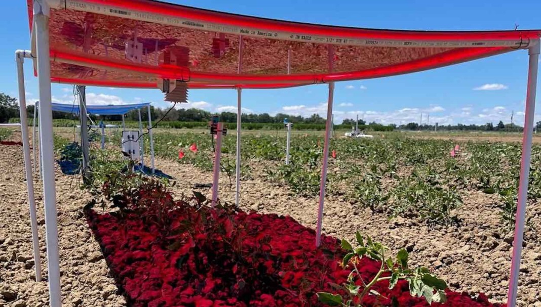 Researchers Harness Sunlight to Produce Both Power and Food—Using Light ...