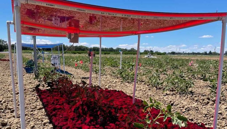 Researchers Harness Sunlight to Produce Both Power and Food—Using Light ...