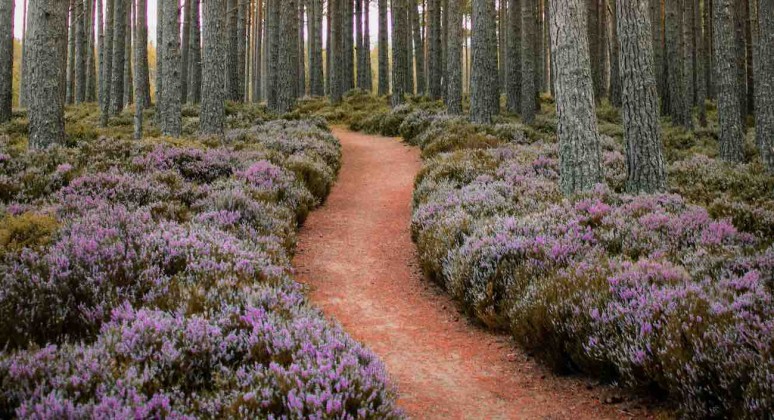 “Ask yourself, and yourself alone, one question. Does this path have a ...