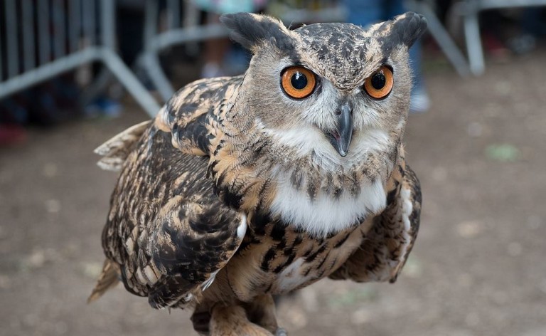 Owl Escapes NYC Zoo But After Survival Instincts Kick-in Officials Give ...