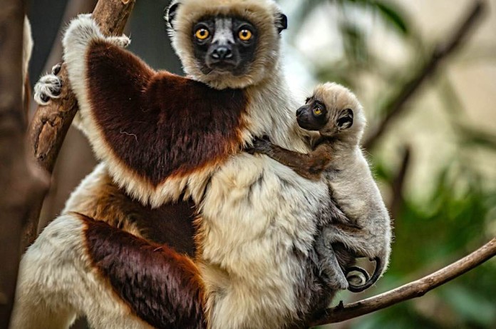 Critically Endangered Dancing Lemur Born in UK is ‘Landmark Moment for ...