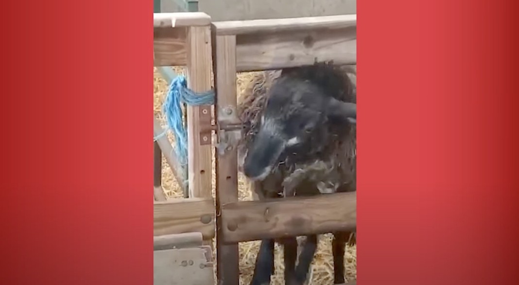 Hidden Camera Catches Clever Sheep Unlocking Gate to Free His Posse–And ...