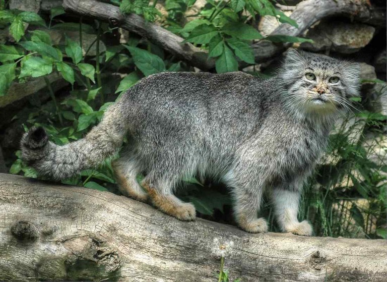 Rare Species of Feline Dubbed the 'Original Grumpy Cat' Found Living On ...