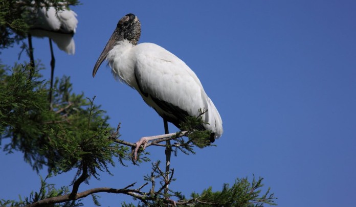 North America's Only Native Stork Poised to Fly off the Endangered ...