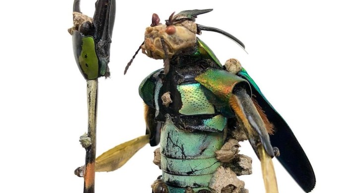 Artist Creates Fantasy Sculptures By Repurposing Dead Insects