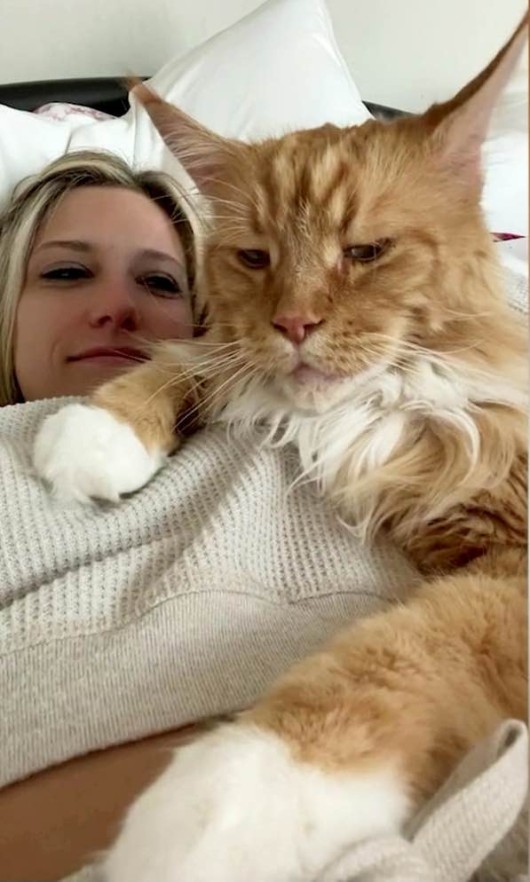 ‘Gentle Giant’ Cat Has Gotten So Big He Now Measures Over 4-Feet and ...