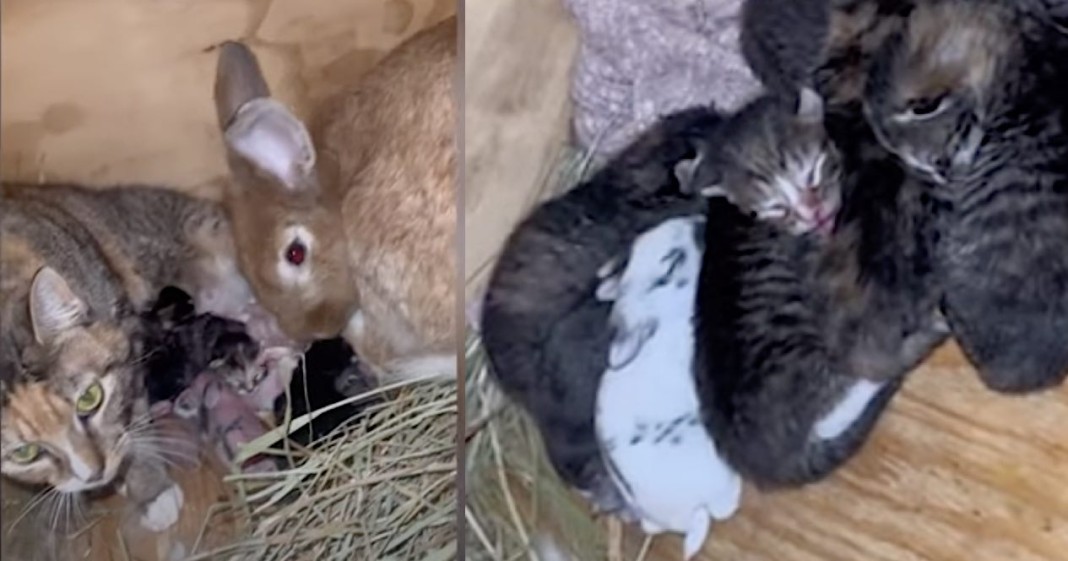 A Cat and Rabbit Team-Up to Co-parent Their Litters and Feed Each Other ...