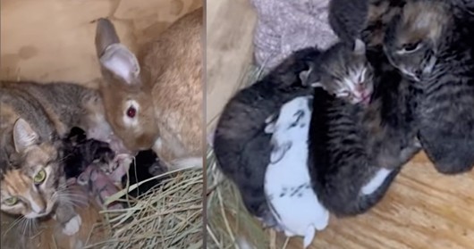 A Cat and Rabbit Team-Up to Co-parent Their Litters and Feed Each Other ...