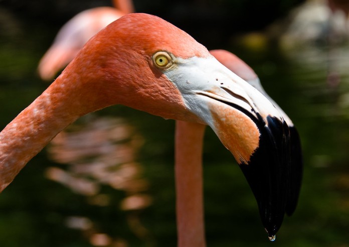 Study Shows Flamingos with Similar Personality Traits 'Form Cliques ...
