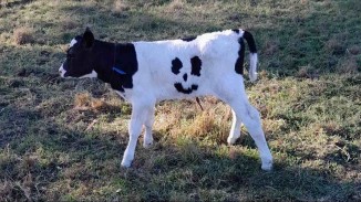 Newborn Calf with Smiley-Face Markings is Named ‘Happy’ and Will Graze ...