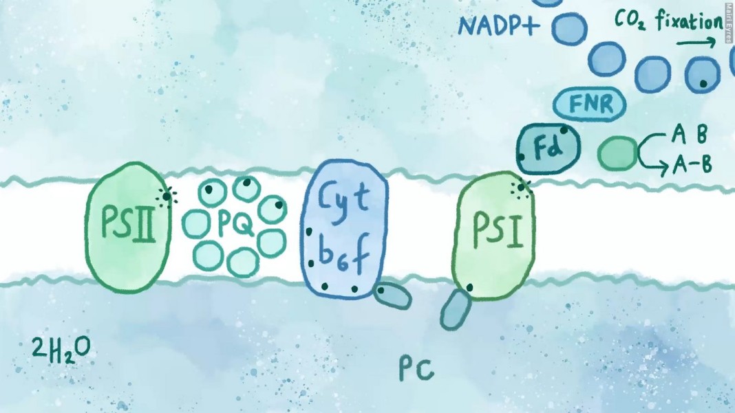 Scientists Stumble on New Way to ‘Hack’ Photosynthesis For Renewable Energy