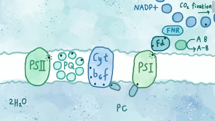 Scientists Stumble on New Way to ‘Hack’ Photosynthesis For Renewable Energy