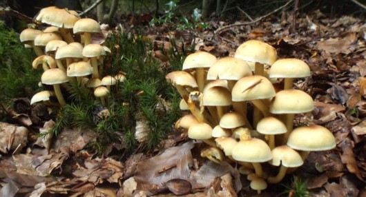 Mushroom Explosion in California: Rains Lead to Epic 'Supershroom' Season