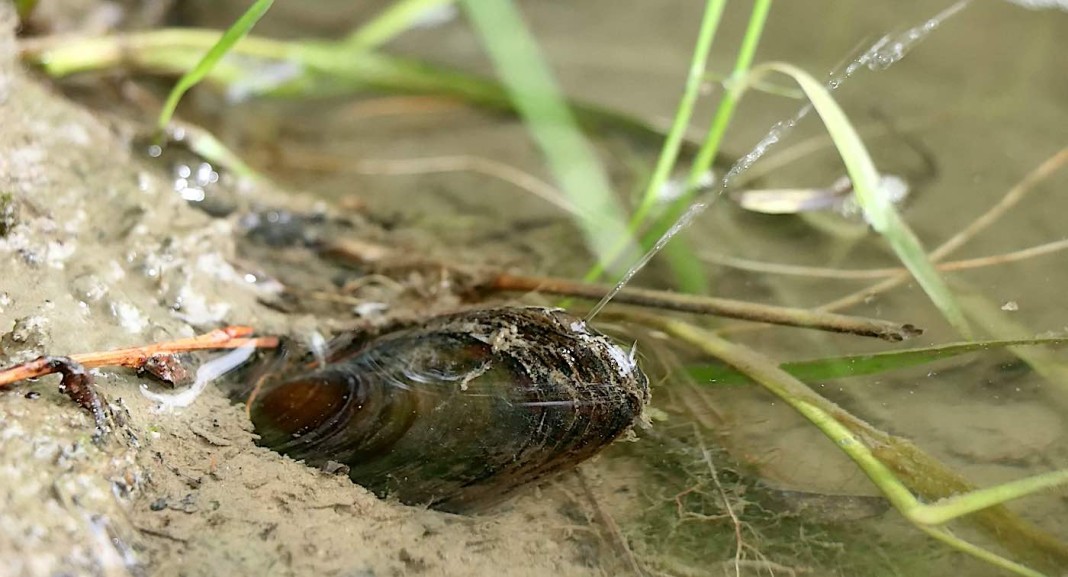 Researchers Film Mussels Squirting Offspring Through the Air, a Never ...