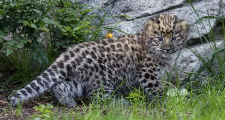 Critically-Endangered Amur Leopard Twins Born at San Diego Zoo: 'A ...