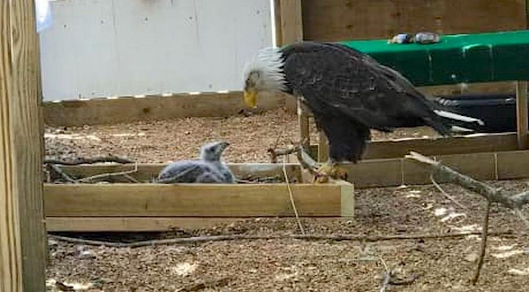 Bald Eagle Finally Becomes Foster Dad After Trying to Incubate a Rock ...