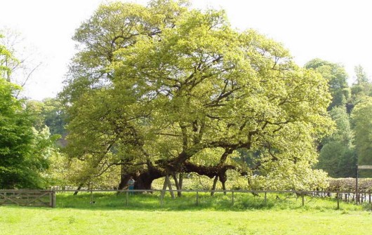 One of Britain’s Oldest and Greatest Oak Trees Gets $7,000 Hug from ...