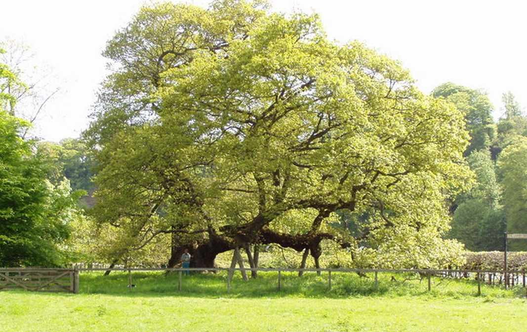 One of Britain’s Oldest and Greatest Oak Trees Gets $7,000 Hug from ...