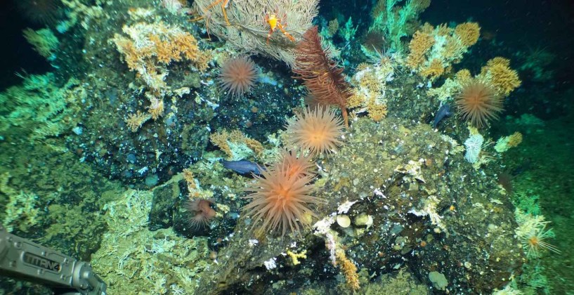Scientists Discover Pristine Deep-Sea Coral Reefs in Galápagos Marine ...